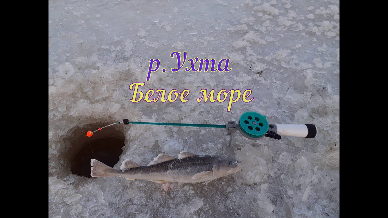 НИКТО НЕ ОЖИДАЛ ТАКОГО!/ РЫБАЛКА И ОТДЫХ НА УРА!/р.УХТА БЕЛОЕ МОРЕ