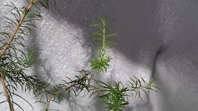 Мелалеука альтернифолия 9