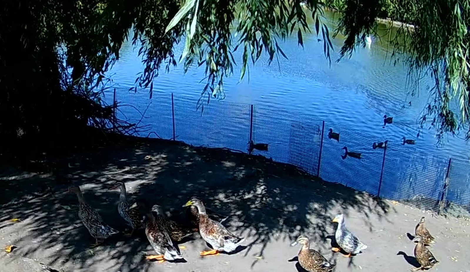 Утки торопятся на обед