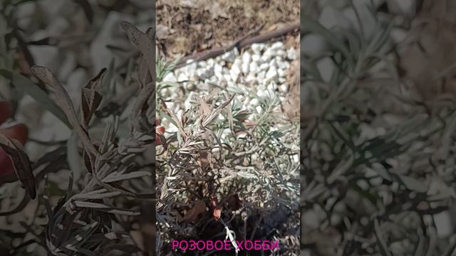 УЖАС! ЛАВАНДА ЗАМЕРЗЛА!