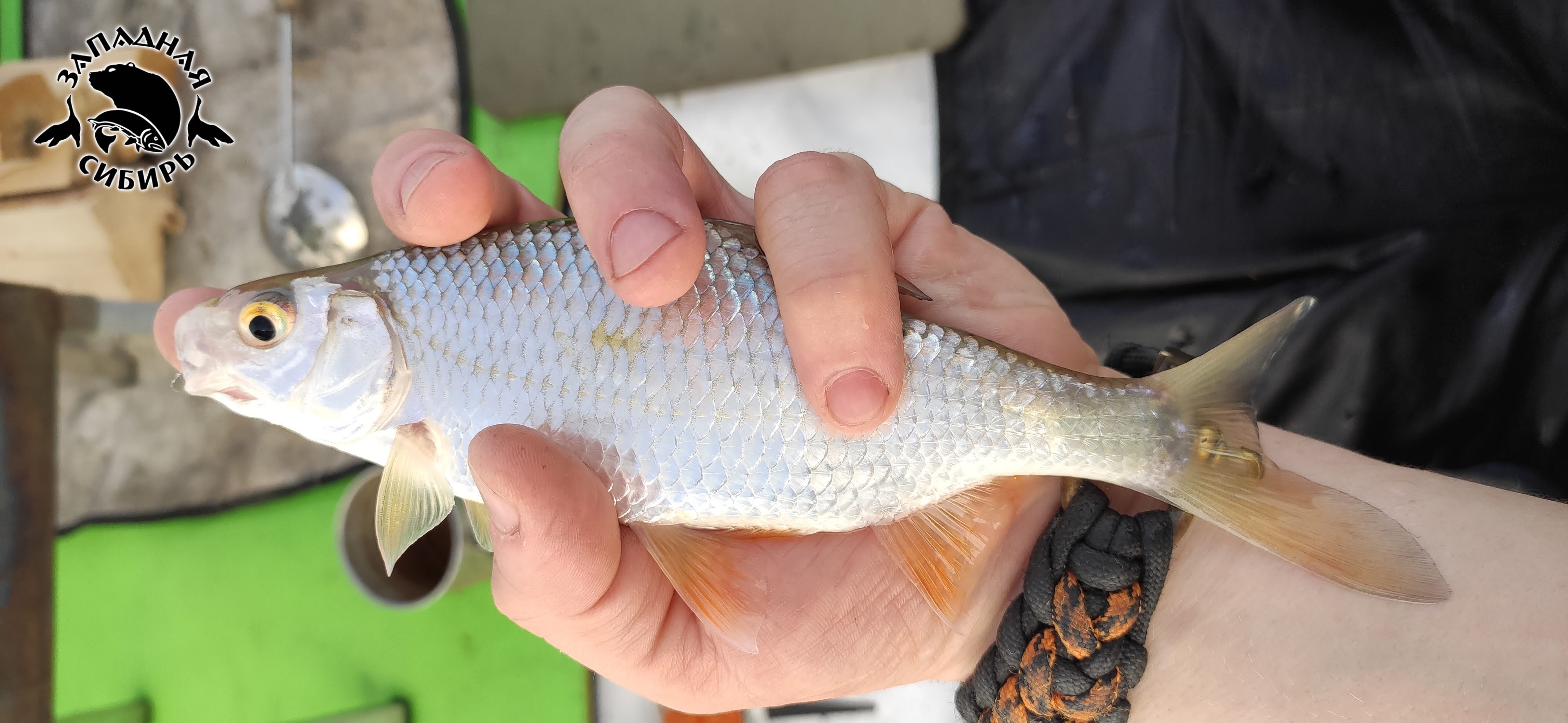 БЕШЕННЫЙ КЛЕВ ЧЕБАКА! Ловим на крючки и на безмотылку!
