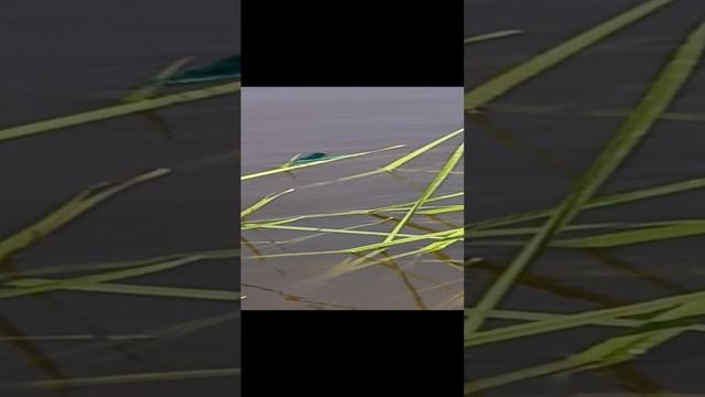 Бирюзовая стрекоза