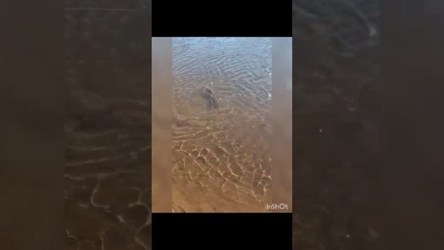 Ловля щуки на воблер 80 мм (13 гр) от Mr. Musurok