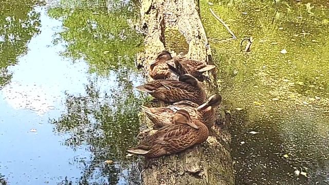 Полдень на пруду