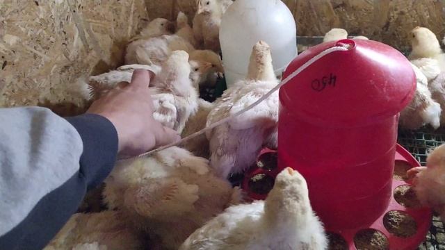 Бройлерам уже  14 дней.mp4