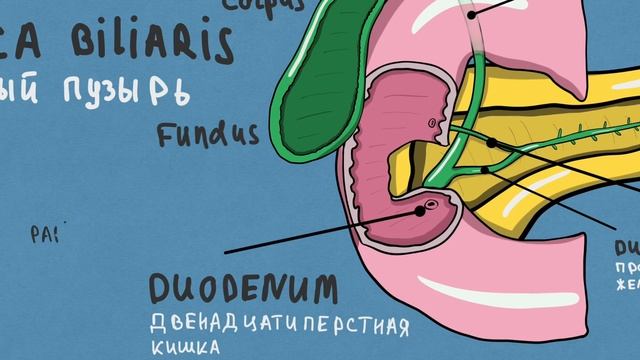 Анатомия желчных путей..mp4