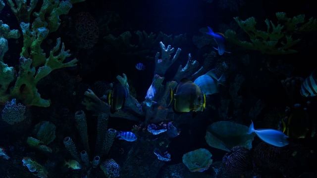 Аквариум 4K Медузы, Рыбы-Скаты, Океанские Рыбы С Расслабляющей Музыкой #релакс #медитация #4к.mkv