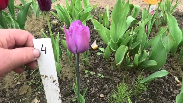 мои цветы 2022 года