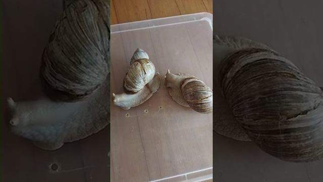 Новые питомцы - УЛИТКИ)