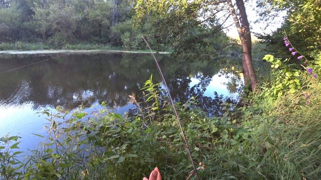 РЫБАЛКА НА ДОНКУ В СЕНТЯБРЕ НА РЕКЕ. Ловля плотвы.