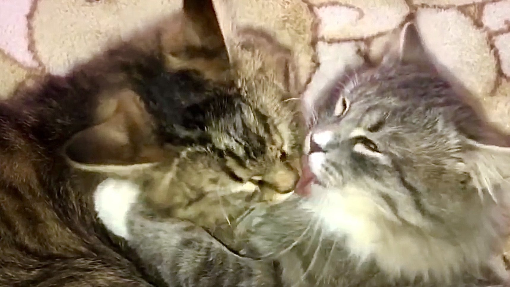 Нежные мимимишные Коты Ванюша и Куня - вот как выглядит настоящая кошачья дружба