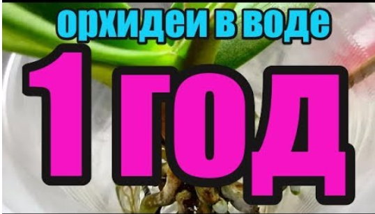 ???Орхидеи в воде спустя 12 месяца. Часть 12  Orchids in water after 12 months..mp4