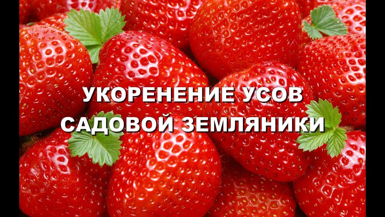 УКОРЕНЕНИЕ УСОВ КЛУБНИКИ