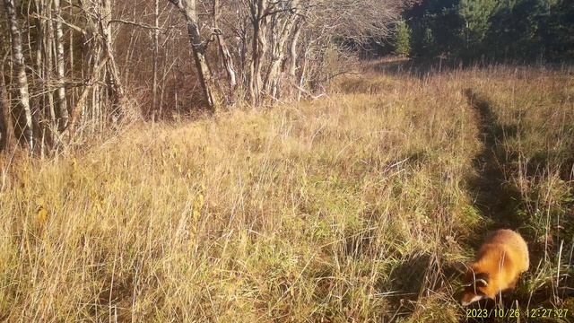 Обыкновенная лисица на тропе_ФГБУ Нижне-Свирский заповедник