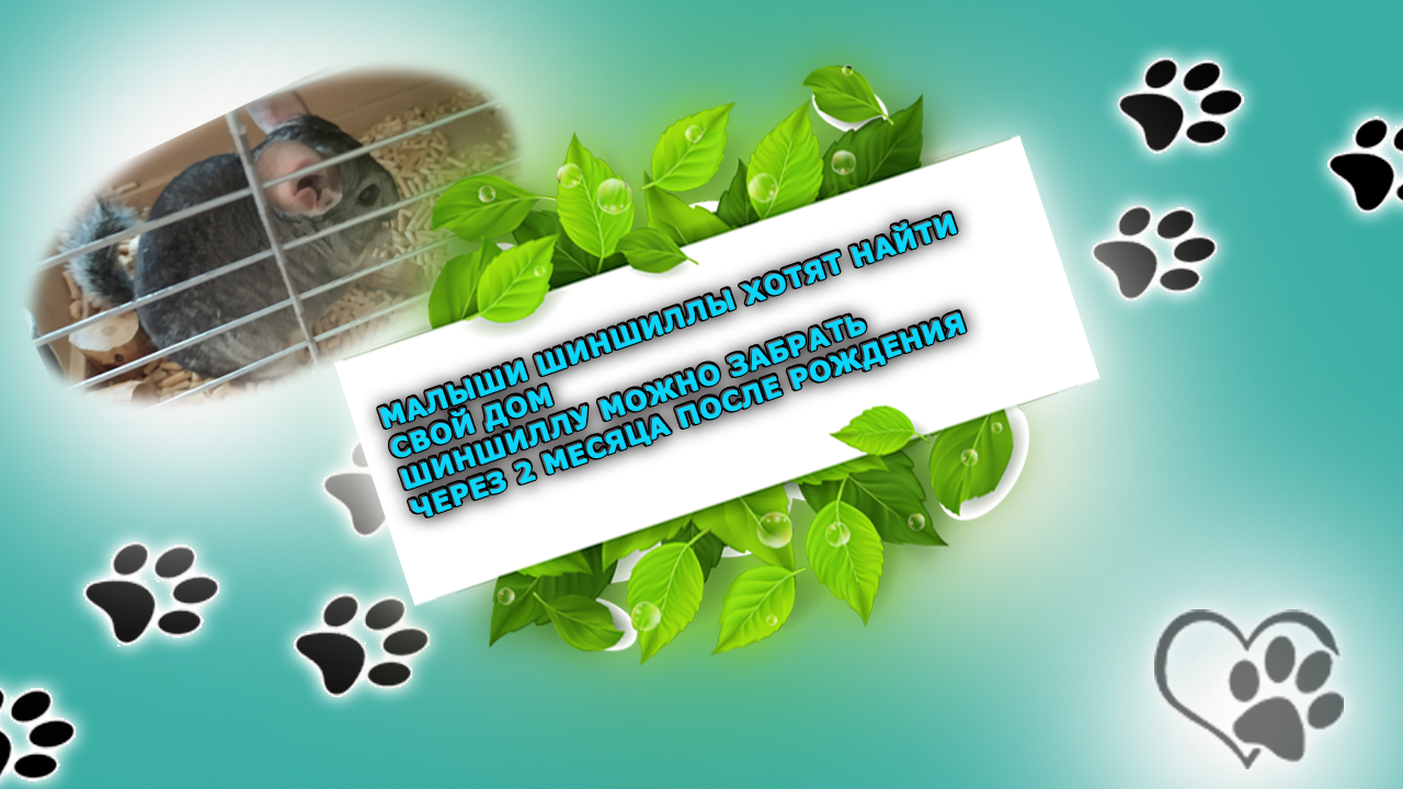 МАЛЫШИ ШИНШИЛЛЫ ХОТЯТ НАЙТИ СВОЙ ДОМ|ШИНШИЛЛУ МОЖНО ЗАБРАТЬ ЧЕРЕЗ 2 МЕСЯЦА ПОСЛЕ РОЖДЕНИЯ