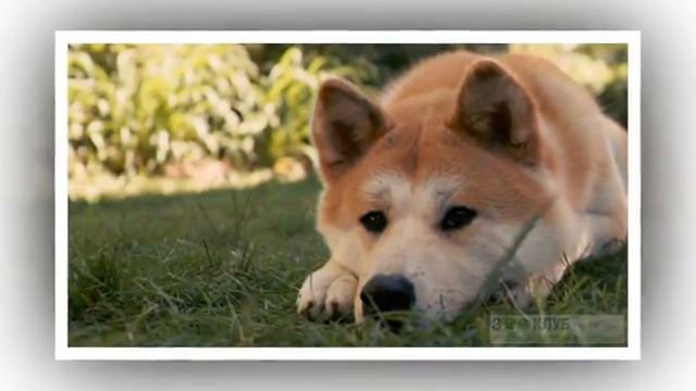 Акита ину 2016