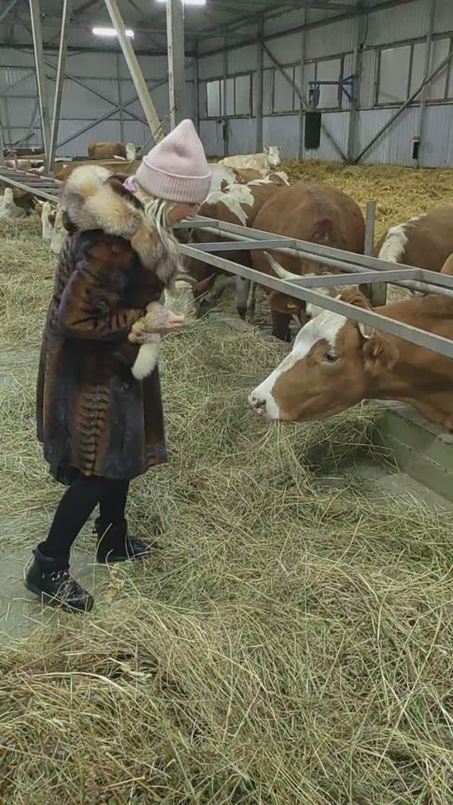Жена кормит коров в хозяйстве у Олега Сироты
