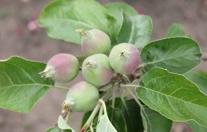 ЧЕМ ПОДКОРМИТЬ ЯБЛОНЮ В ПЕРИОД ПЛОДОНОШЕНИЯ ДЛЯ ПОЛУЧЕНИЯ БОГАТОГО УРОЖАЯ.