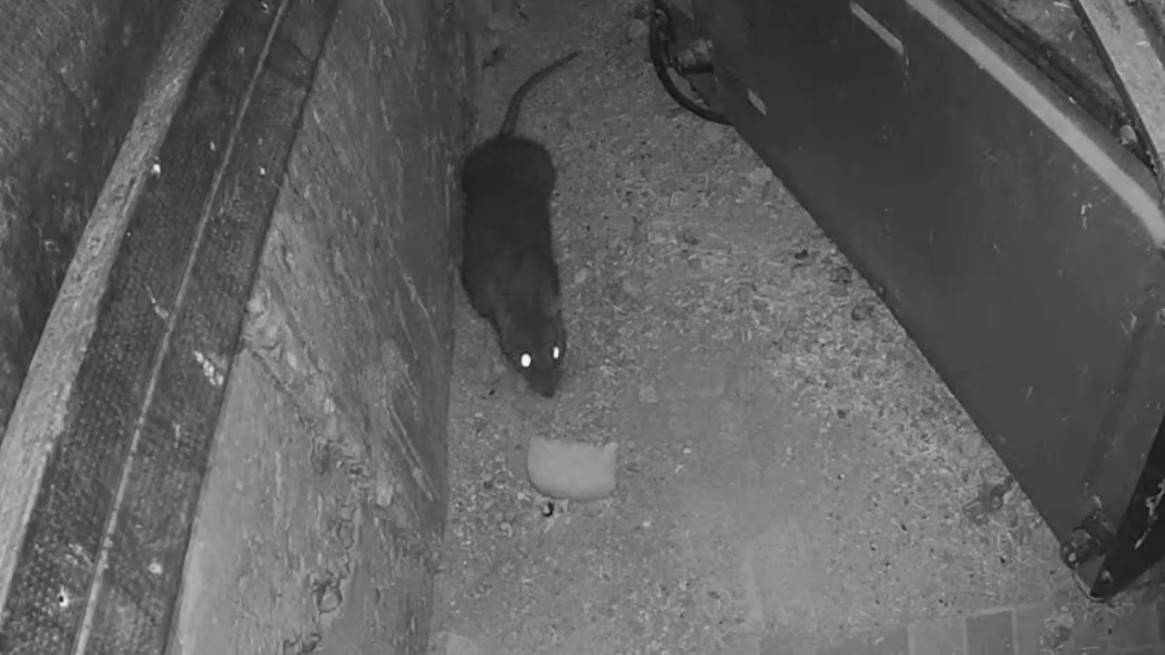 Как крысы воруют сухари и не попадаются в крысоловки.