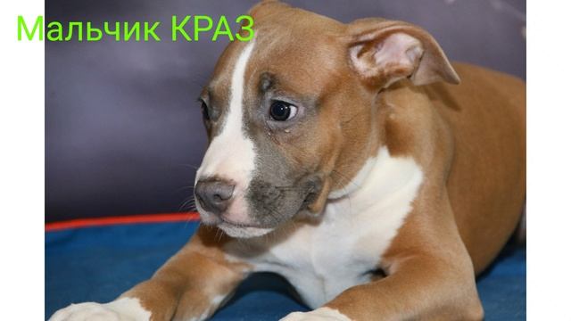 Свободные стаффы