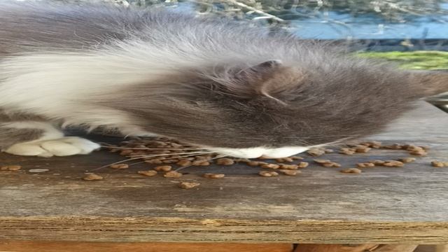 все хотят есть