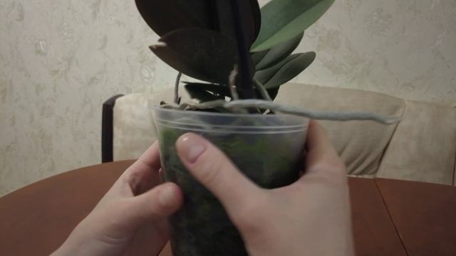 Орхидея Каода Твинкл особенности сорта