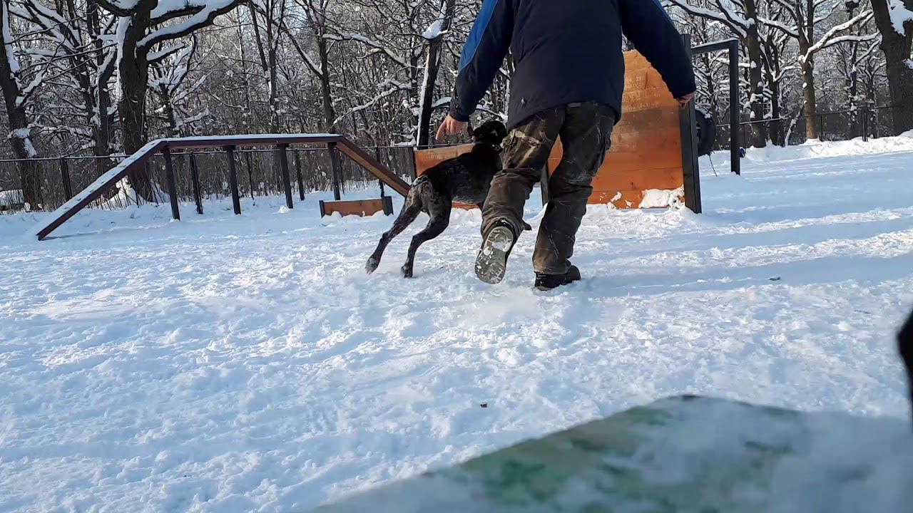 Курцхаар прыгает!!!