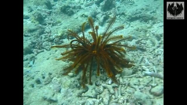 дайвинг во Вьетнаме