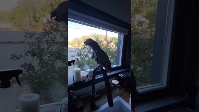 Жако болтает на кухне