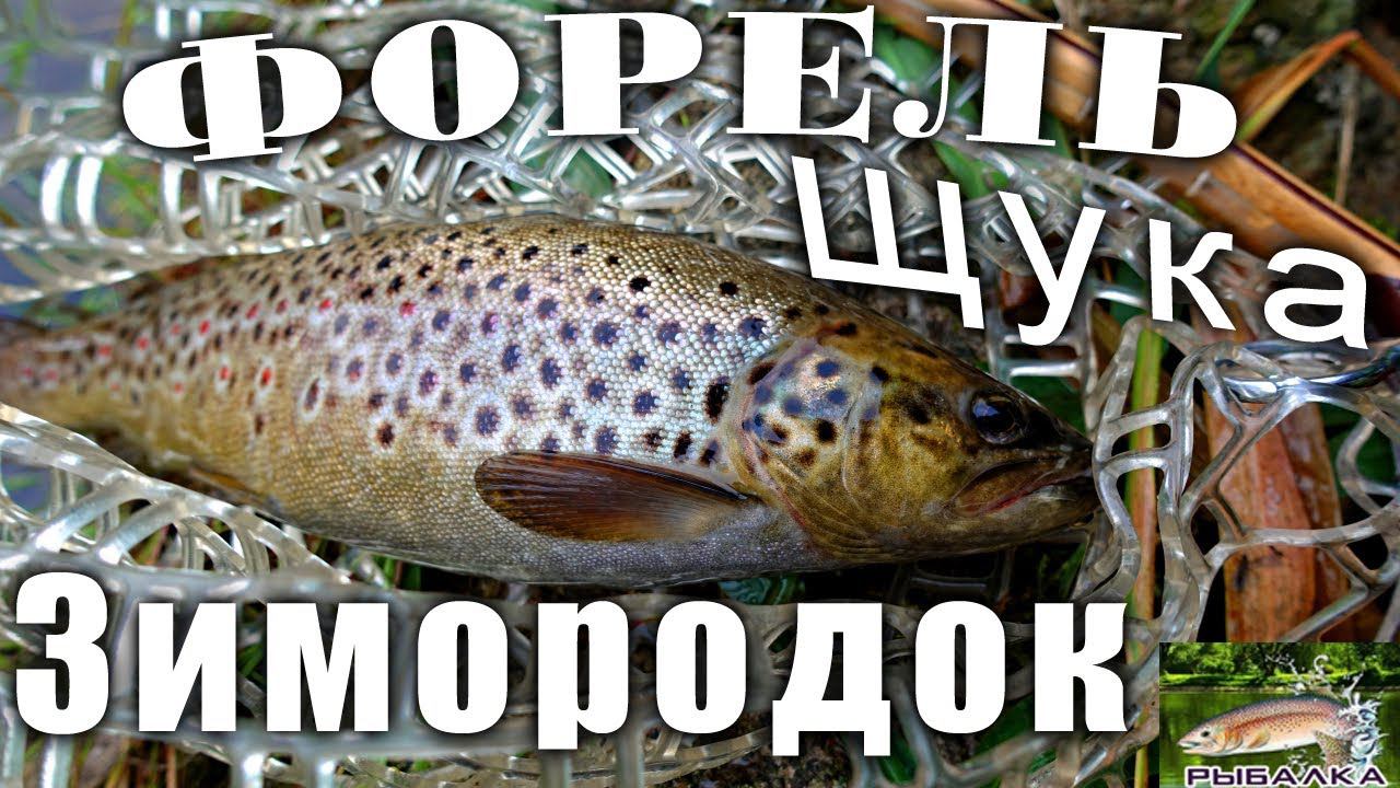 Форель. Щука. Зимородок. Рыбалка в Ленинградской области. Сентябрь 2020.