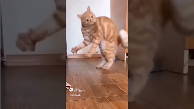 VID_20221221_220445_481.mp4