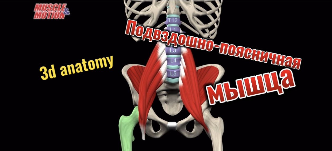 3d anatomy. Подвздошно-поясничная мышца.