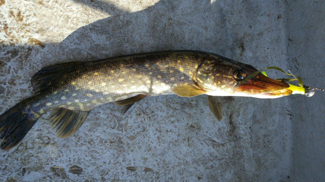 Отпускаю щучку