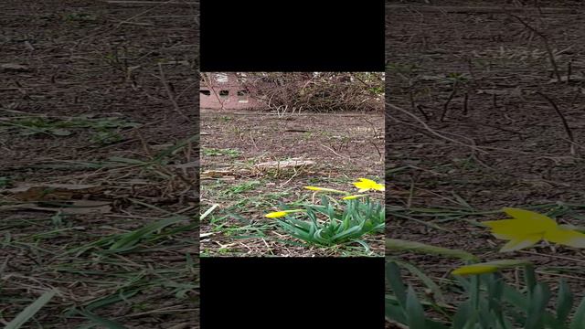 Нарцыссы зацветают.