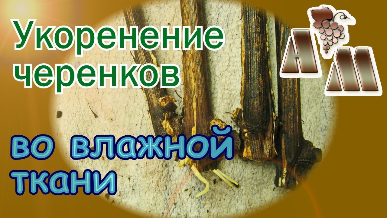 ? Укоренение черенков винограда - 4. Укоренение во влажной ткани
