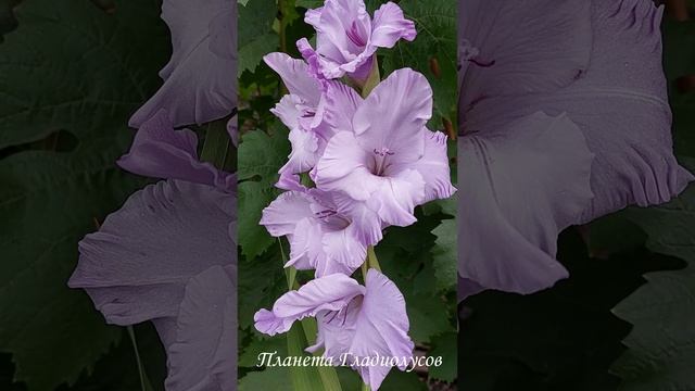 Потрясающий сочно-голубой с фиолетовыми тонами гладиолус Голубой топаз