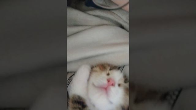 НАКА?Котик#Животное#котик#кот