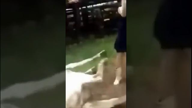 Funny animals 12#Shorts