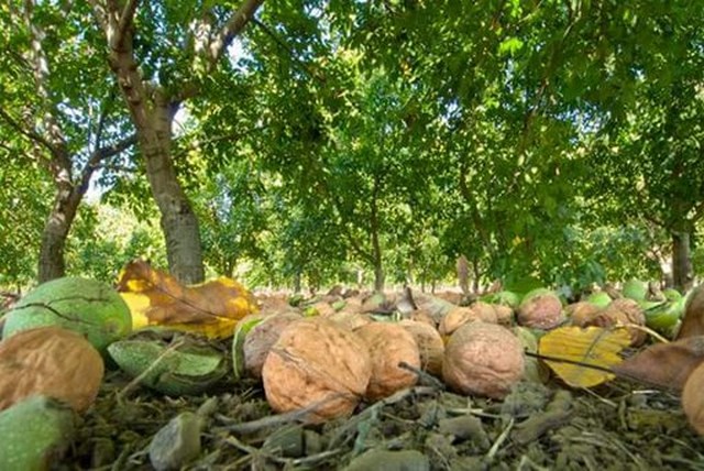 Бизнес на природе