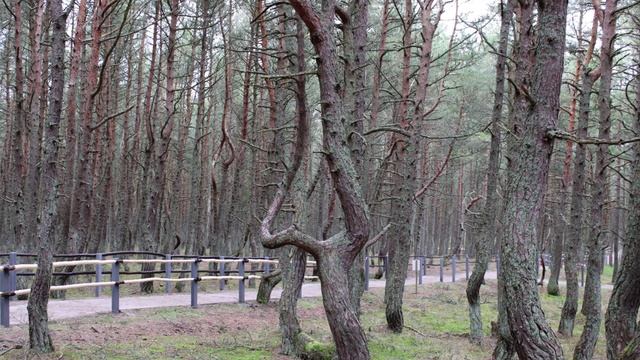 Танцующий лес.