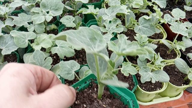 Рассада арбузов на 22 мая.