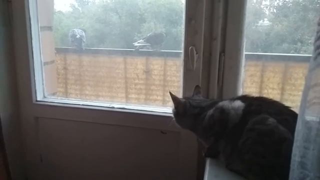 Дмитрий TV.Клип  Кот Тимофей и голуби.