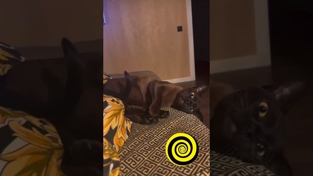 Кошкин гипноз.