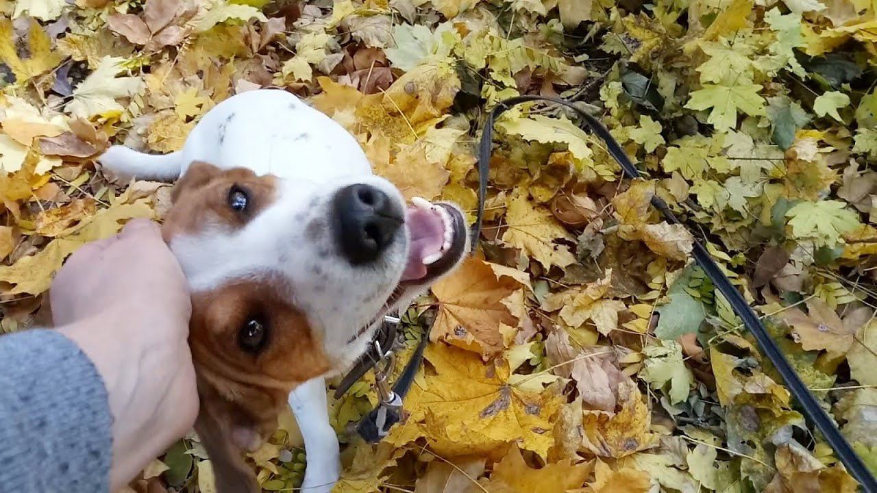 Довольный Питер ) Отдыхаем после игры