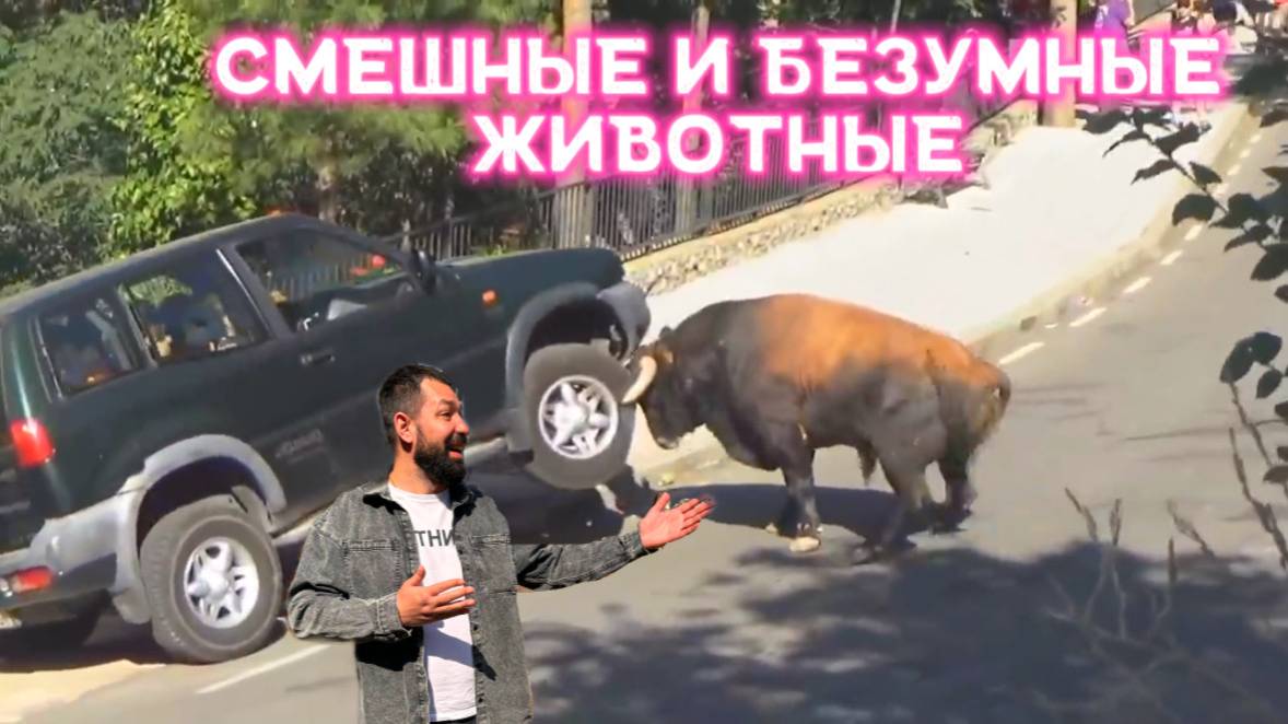 Смешные и безумные животные . Эти весёлые и опасные кадры случайно удалось снять на камеру