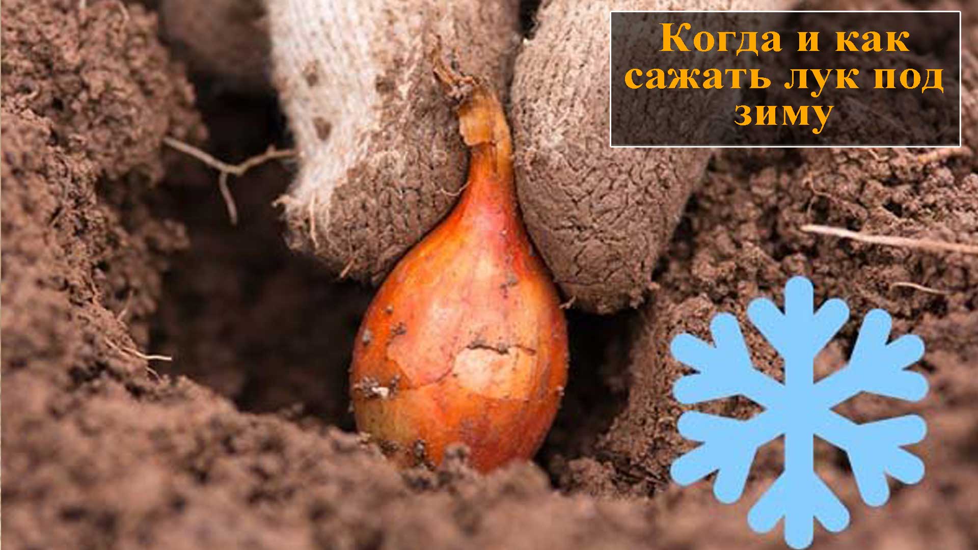 Посадка лука под зиму