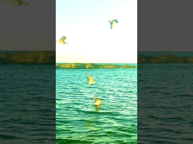 Полет чаек в замедленном воспроизведении. Ускоренная видеосъемка