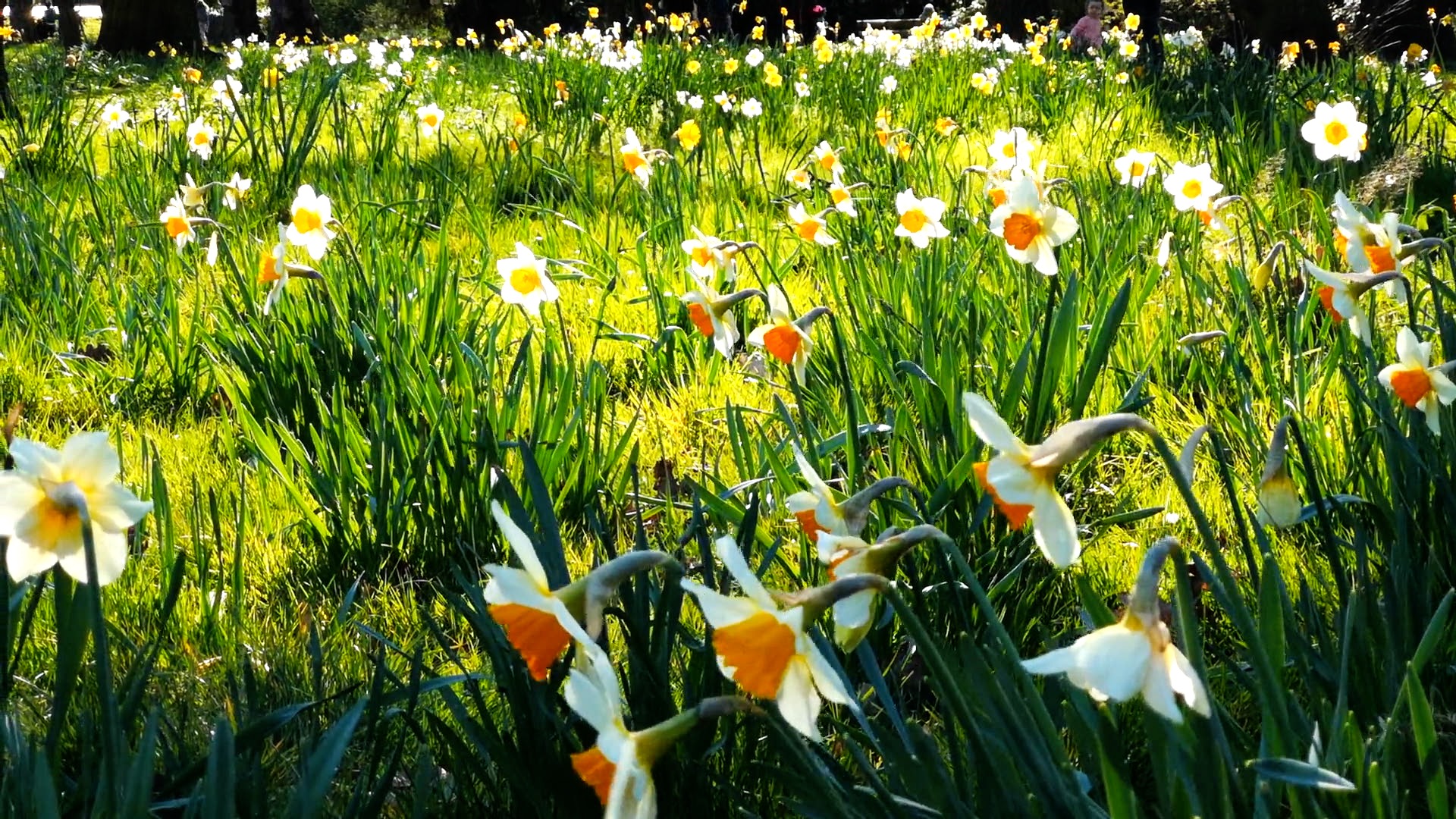 Музыка для души "Весенняя соната до минор" | Красивая музыка | Фоновая музыка