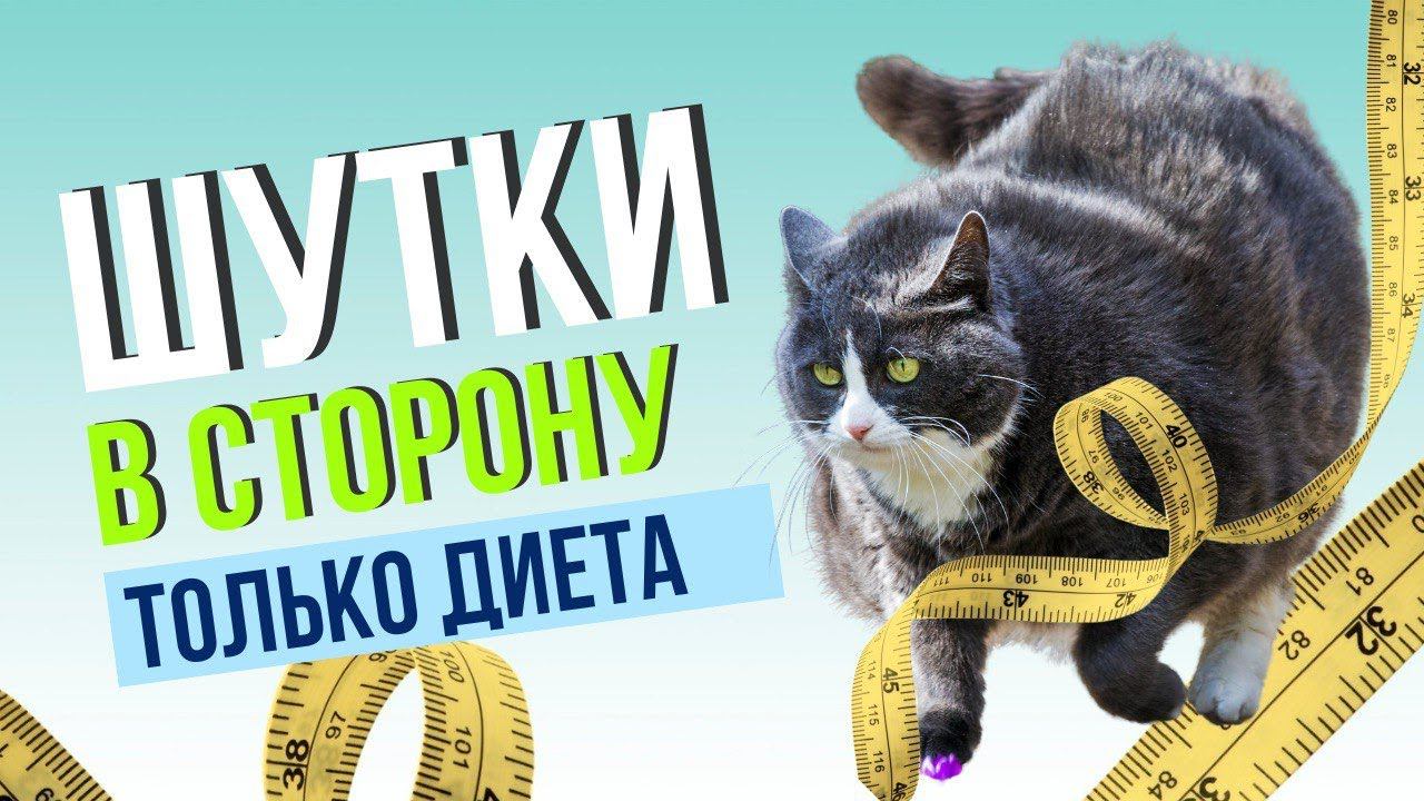 Малоподвижные котики и ожирение. Кормим правильно. Cat Light