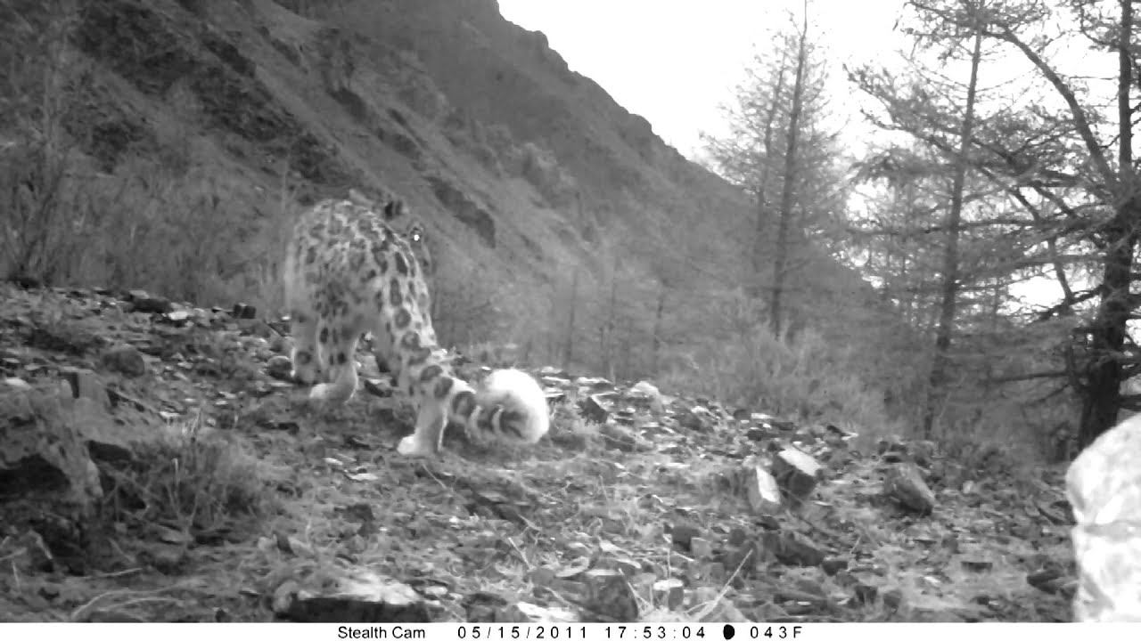 Снежный барс (ирбис). Хребет Чихачева